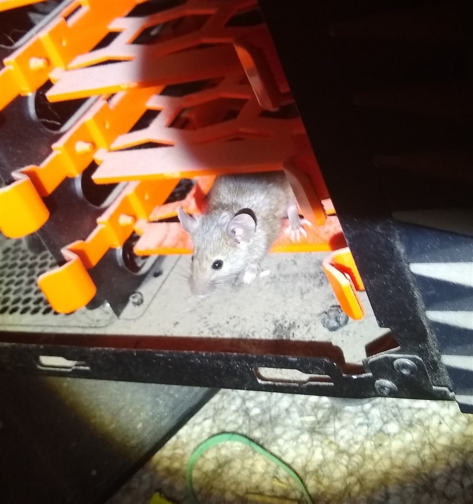 Rat Trap - Micro Center Build